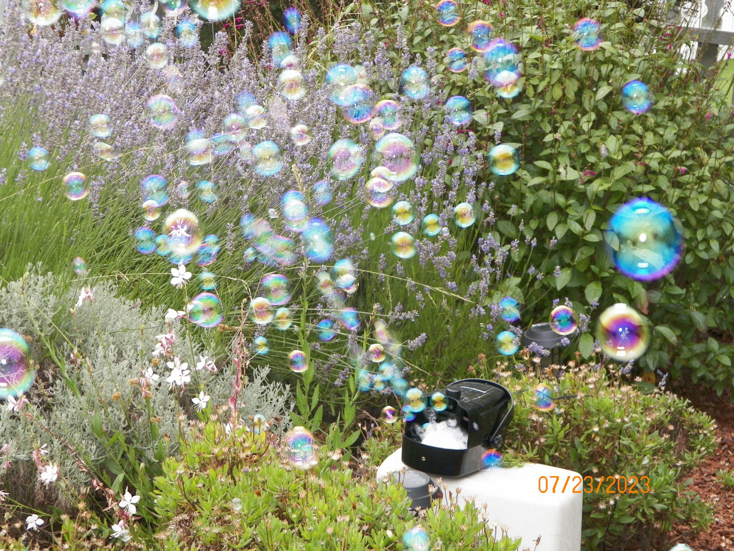 Hash Twelve-58: Wharf-to-Wharf-to-Barf - Surf City Hash House Harriers